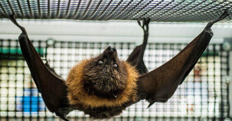 Is the New Fort Collins Bat Lab the Next Wuhan Bio Lab? - The Kim ...